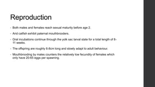 Biology of Marine Catfish.pptx