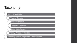 Biology of Marine Catfish.pptx