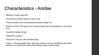 Biology of Marine Catfish.pptx