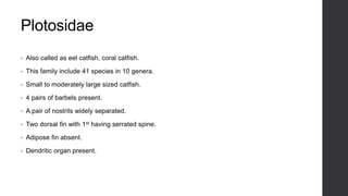 Biology of Marine Catfish.pptx