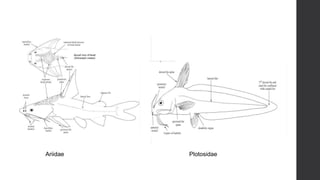 Biology of Marine Catfish.pptx
