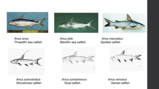 Biology of Marine Catfish.pptx