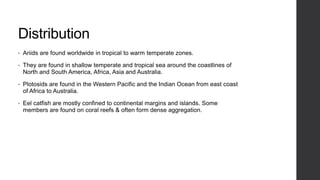 Biology of Marine Catfish.pptx