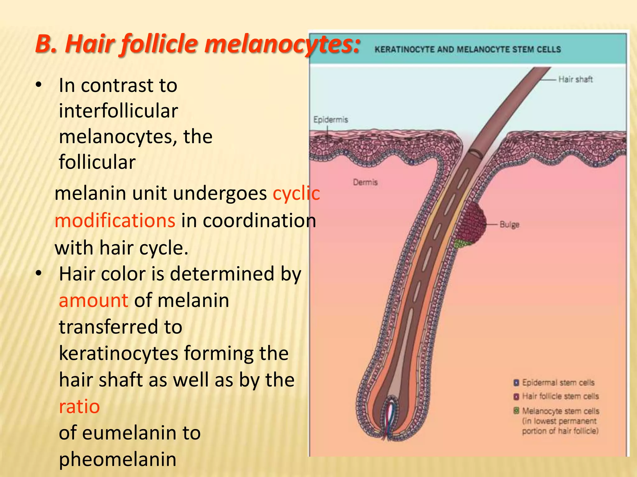 Biology of Melanocyte | PPTX