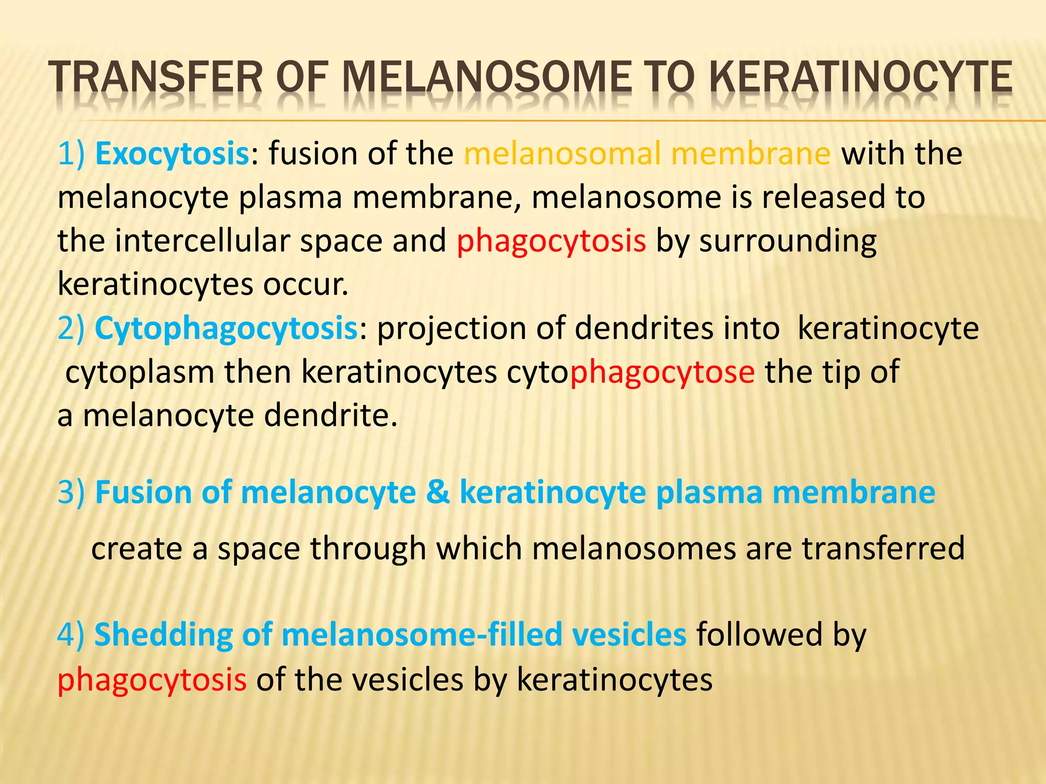 Biology of Melanocyte | PPTX