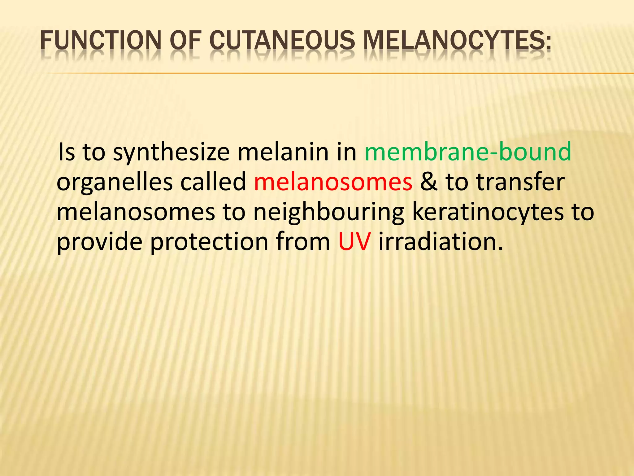 Biology of Melanocyte | PPTX