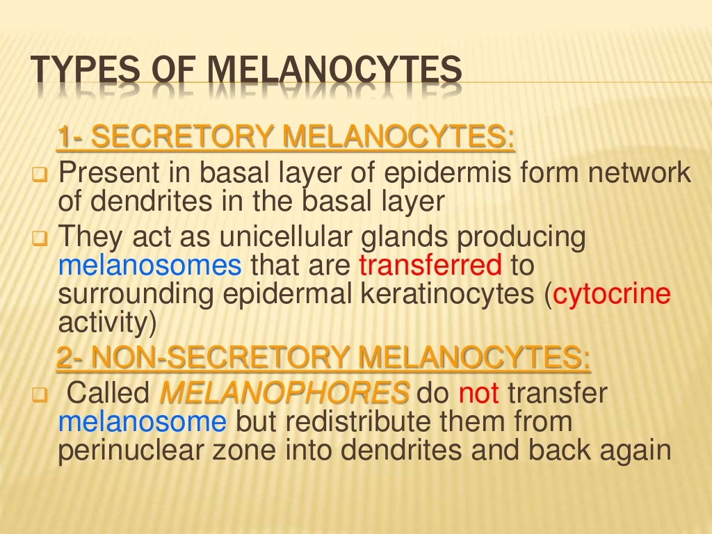 Biology of Melanocyte