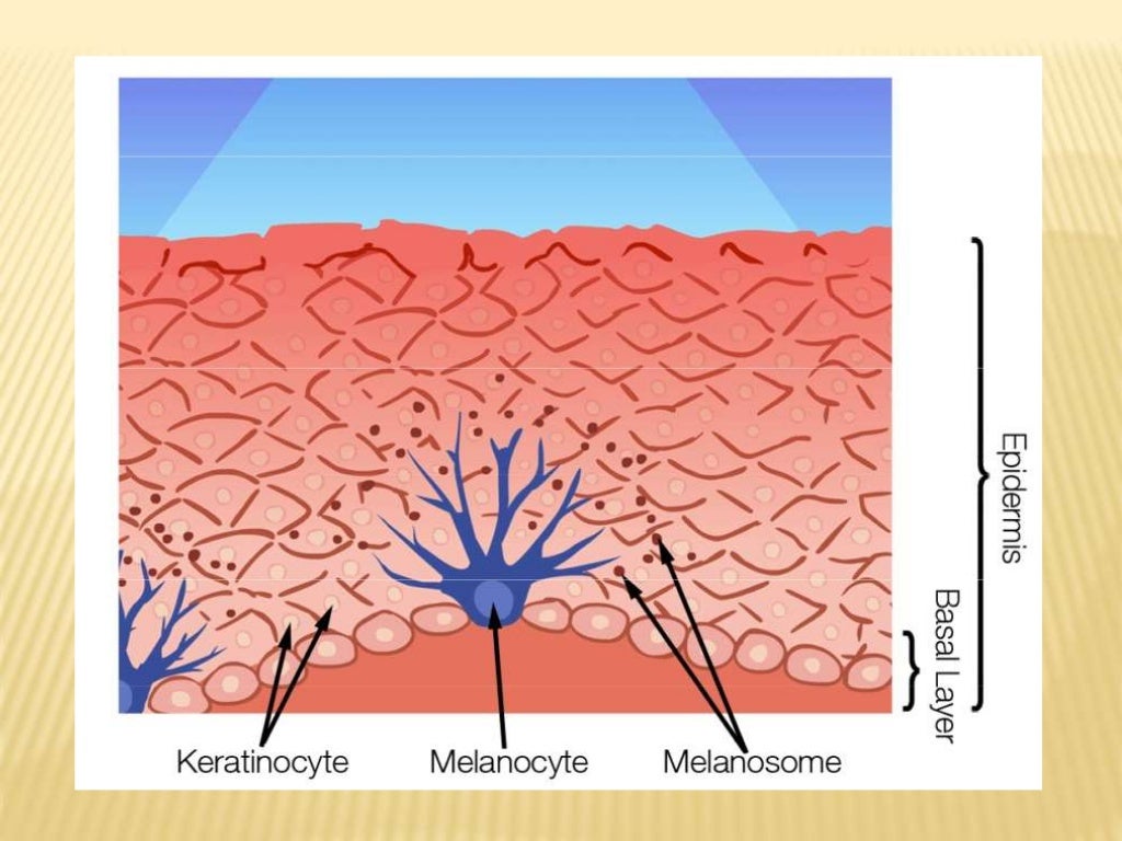 Biology of Melanocyte