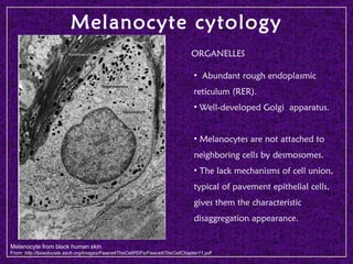 Melanocytes Cytology