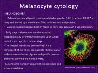Melanocytes Cytology