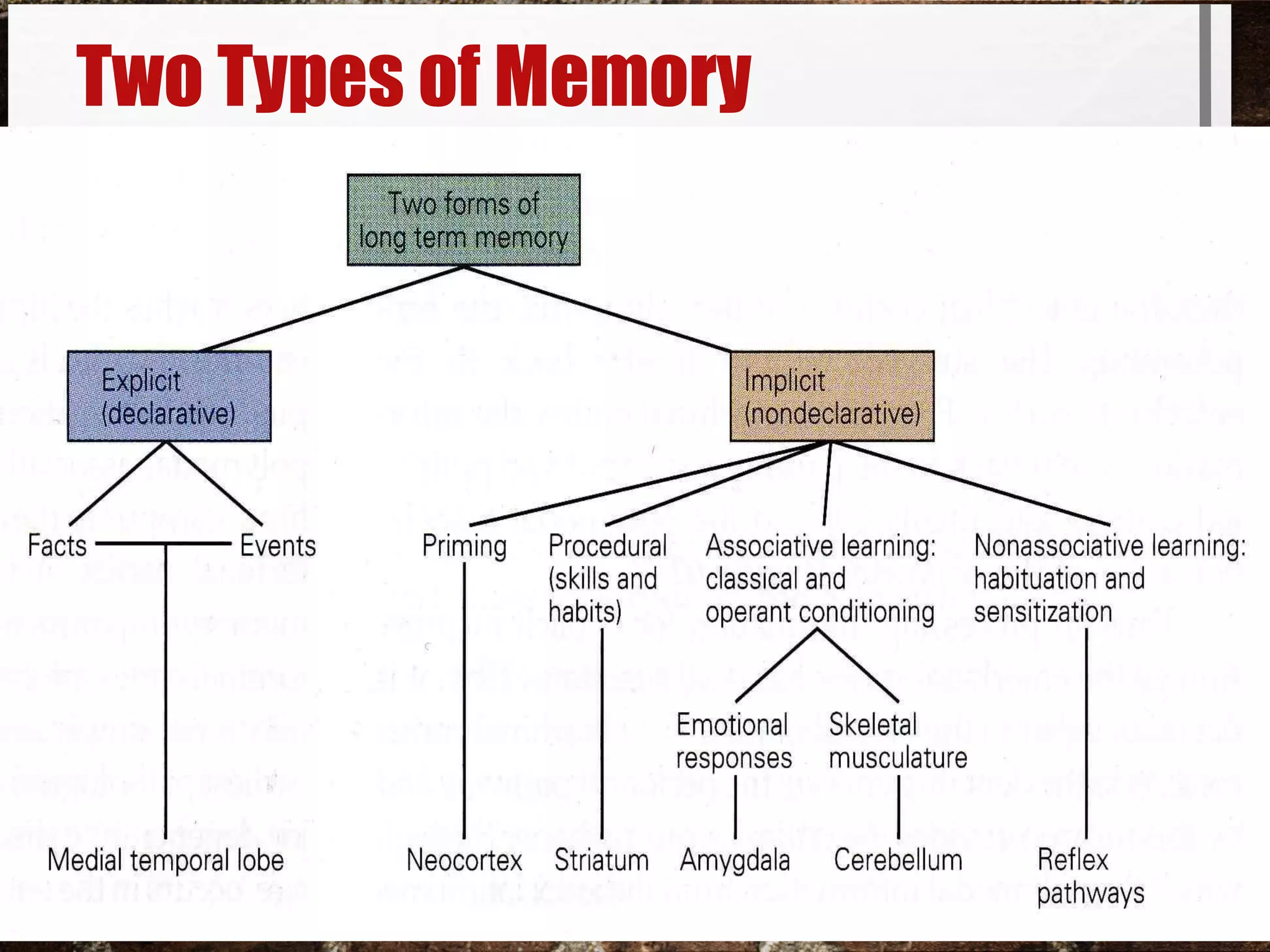 Neurobiology of memory | PPT