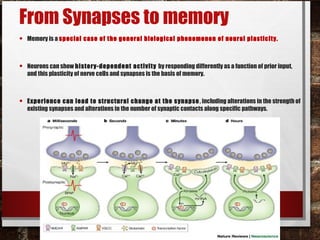 Neurobiology of memory | PPT