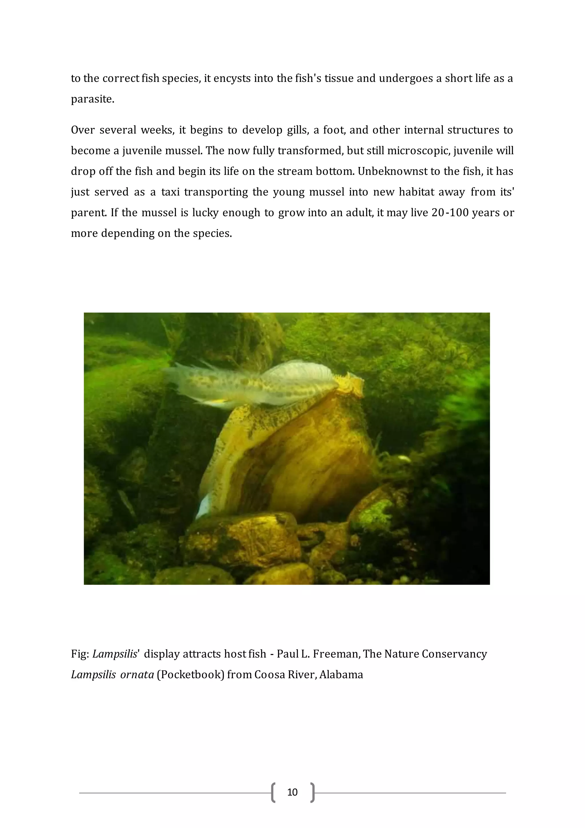 Biology of mussels & Camps | DOCX