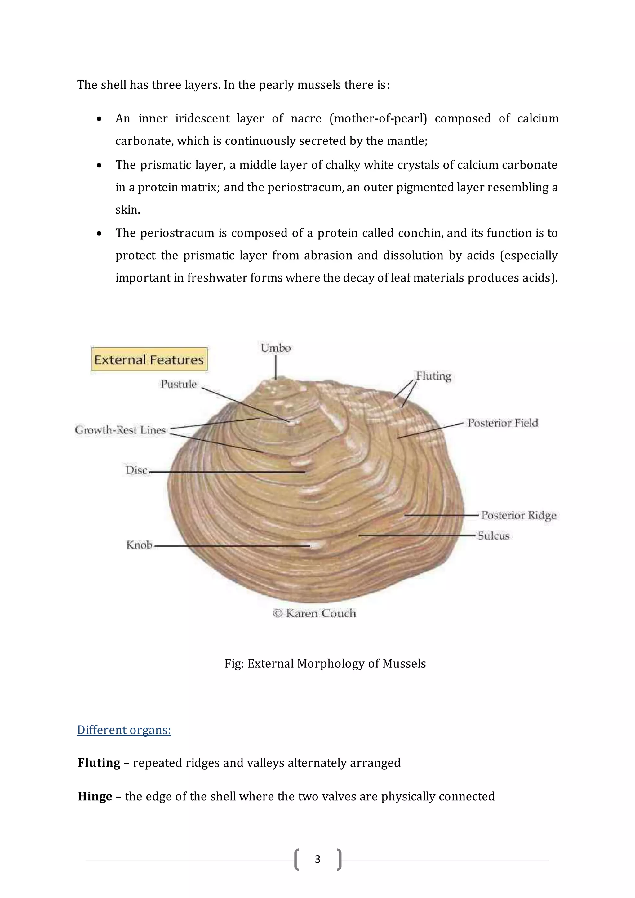 Biology of mussels & Camps | DOCX