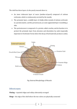 Freshwater Mussels Anatomy