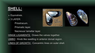 BIOLOGY OF MYTILIDS ppt | PPT