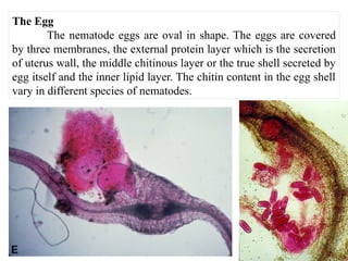 Biology of Plant parasitic Nematodes .pptx