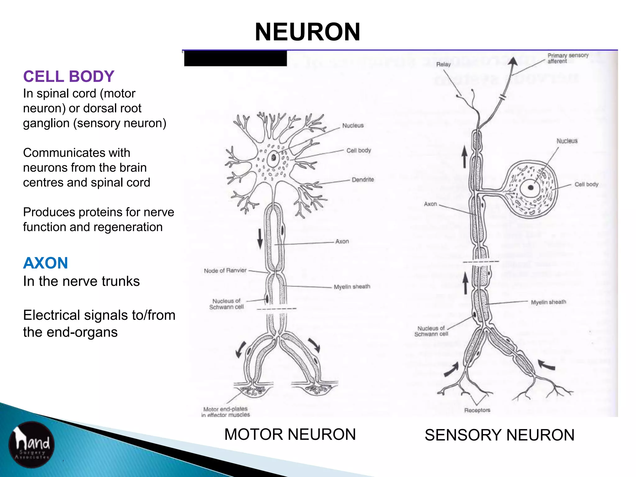 Biology of nerve injury and repair | PPTX