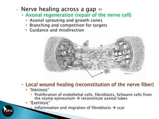 Biology of nerve injury and repair | PPTX