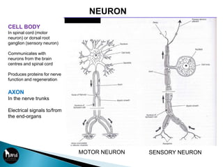 Biology of nerve injury and repair | PPTX