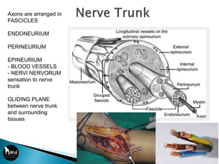 Biology of nerve injury and repair | PPTX