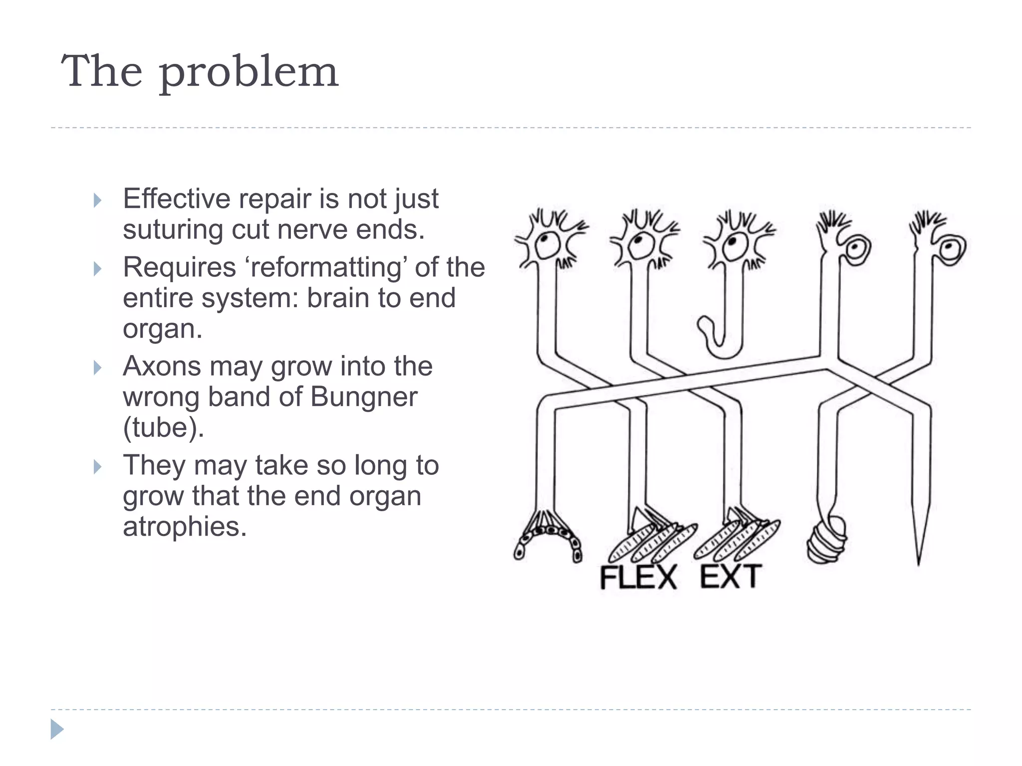Biology of nerve injury and repair | PPTX
