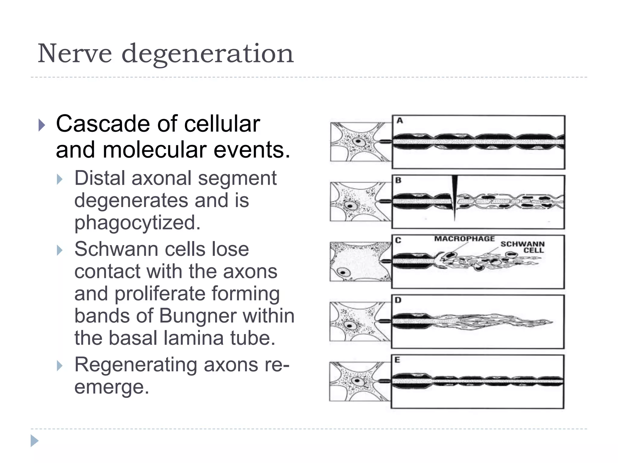 Biology of nerve injury and repair | PPTX