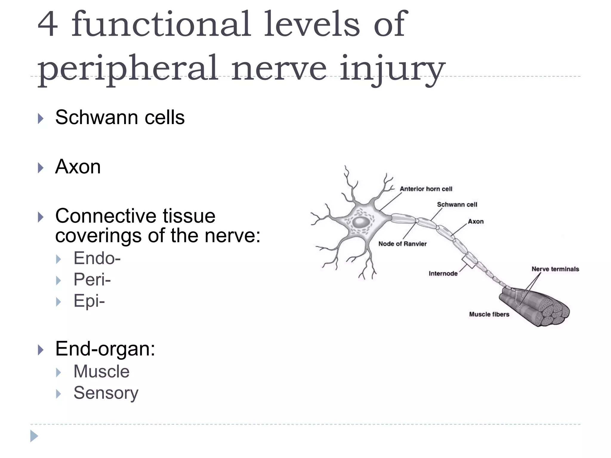 Biology of nerve injury and repair | PPTX