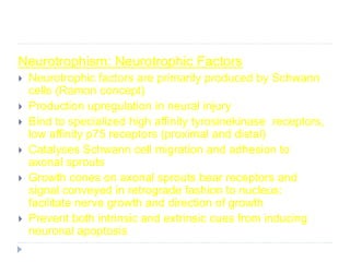 Biology of nerve injury and repair | PPTX