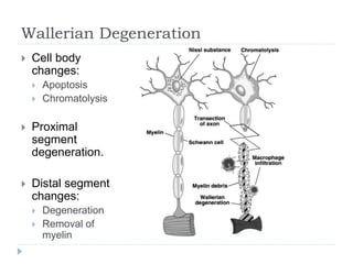 Biology of nerve injury and repair | PPTX