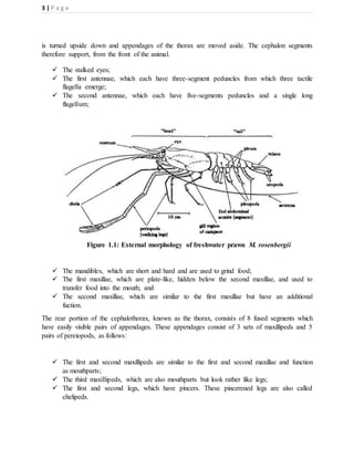 Biology of Prawn (Macrobrachium rosenbergii) | DOCX