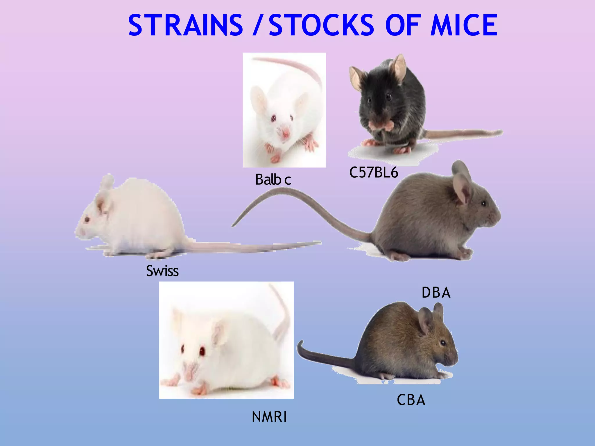 Biology of Rat and Mouse.pdf