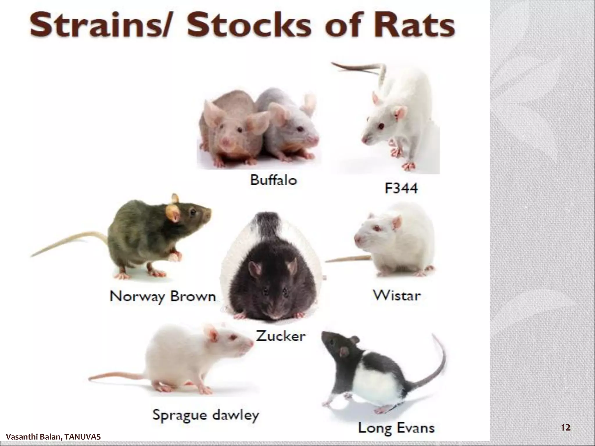 Biology of rodents (rats & mice) | PDF