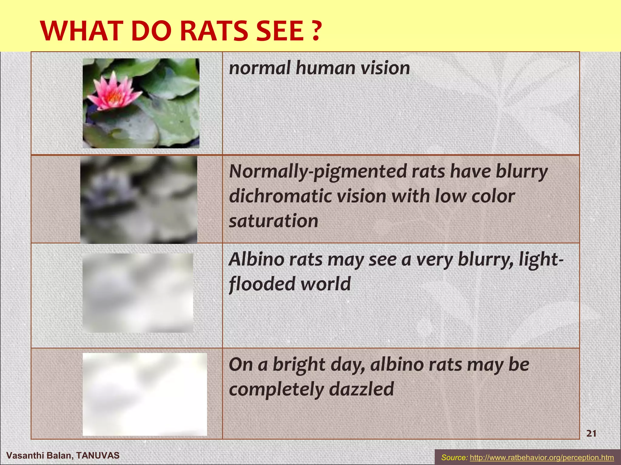 Biology of rodents (rats & mice) | PDF