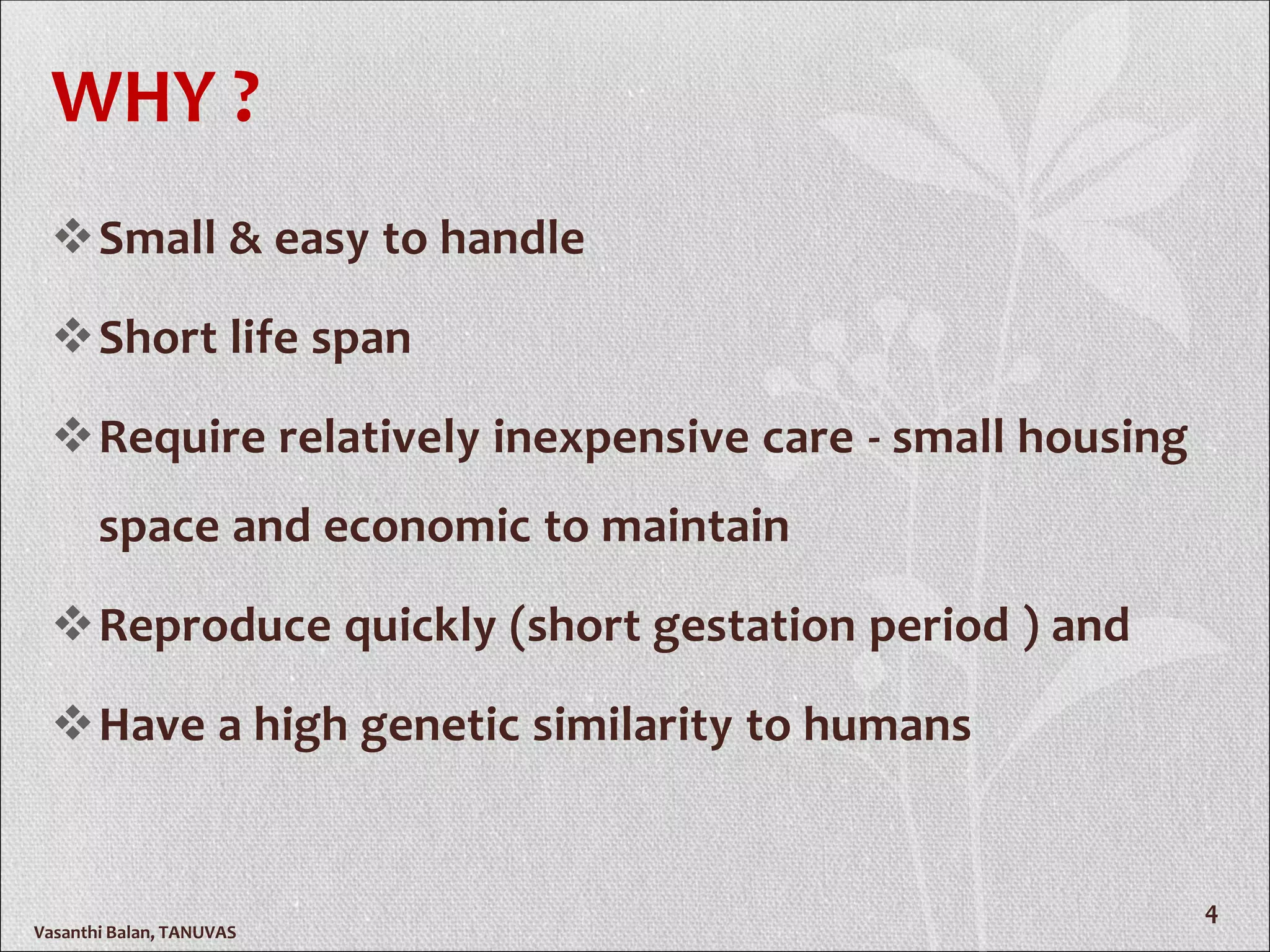 Biology of rodents (rats & mice) | PDF
