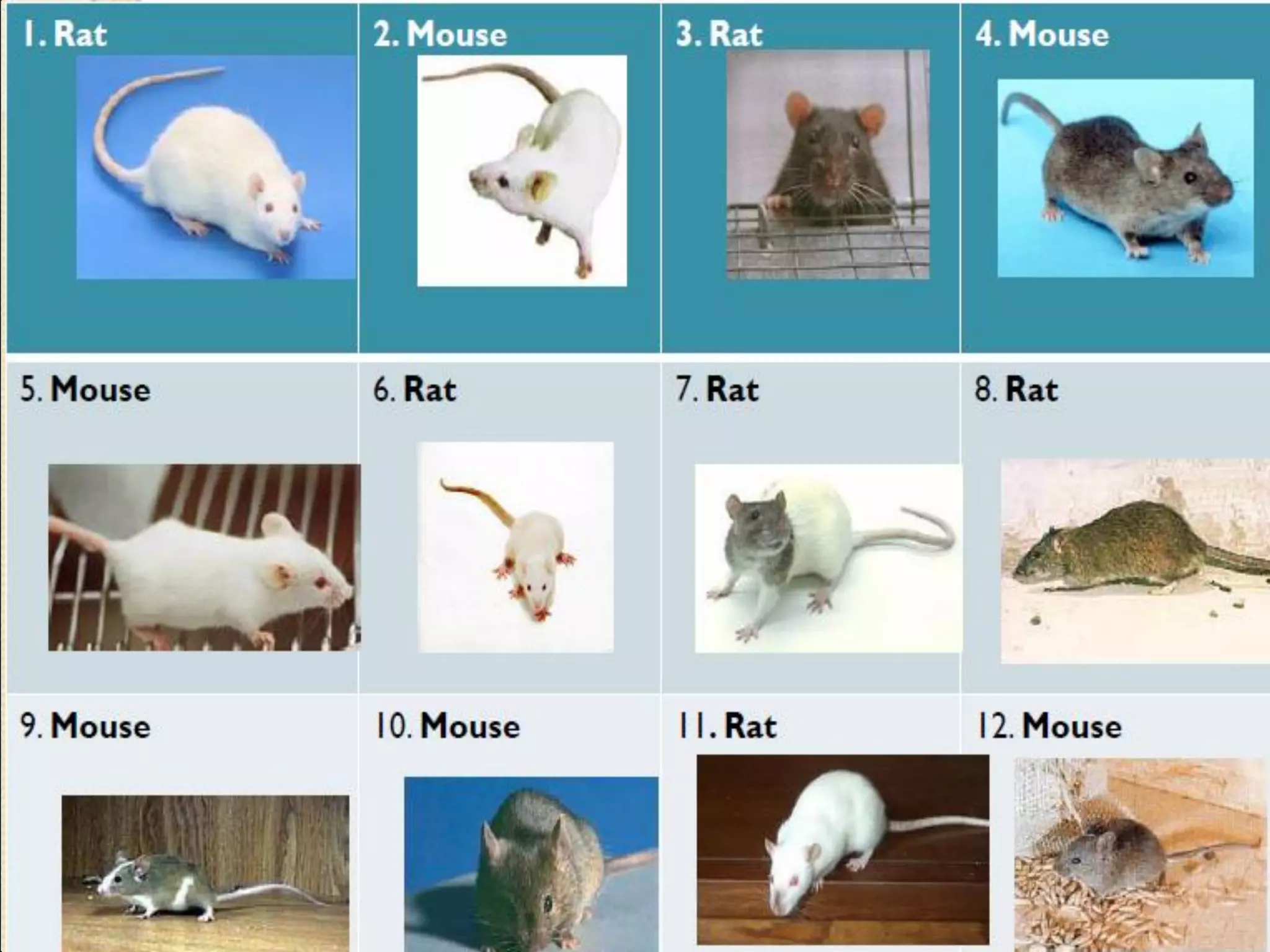 Biology of rodents (rats & mice) | PDF