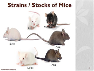 Biology of rodents (rats & mice) | PDF