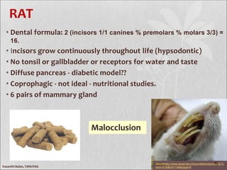 Biology of rodents (rats & mice) | PDF