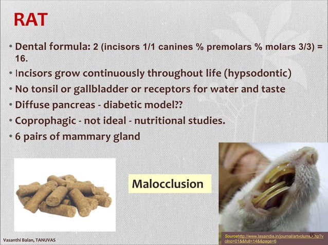 Biology of rodents (rats & mice) | PDF