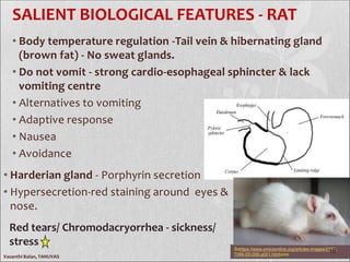 Biology of rodents (rats & mice) | PDF