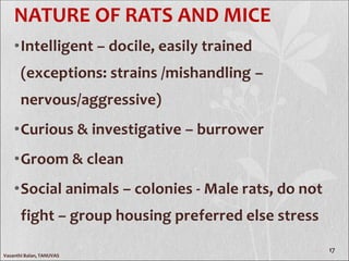 Biology of rodents (rats & mice) | PDF