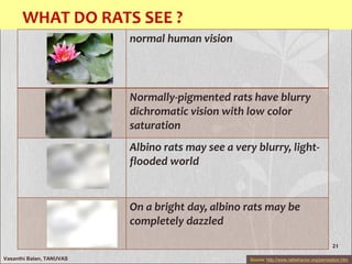 Biology of rodents (rats & mice) | PDF