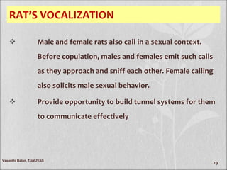 Biology of rodents (rats & mice) | PDF