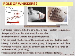 Biology of rodents (rats & mice) | PDF