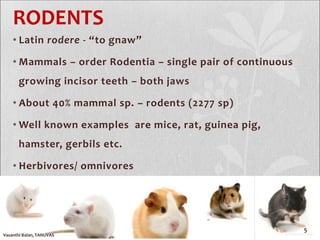 Biology of rodents (rats & mice) | PDF