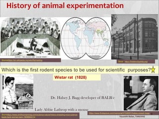 Biology of rodents (rats & mice) | PDF