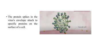 Biology of sars co v-2infection | PPT