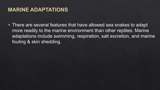 Biology of sea snakes.pptx