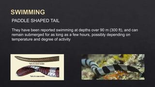 Biology of sea snakes.pptx