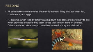 Biology of sea snakes.pptx